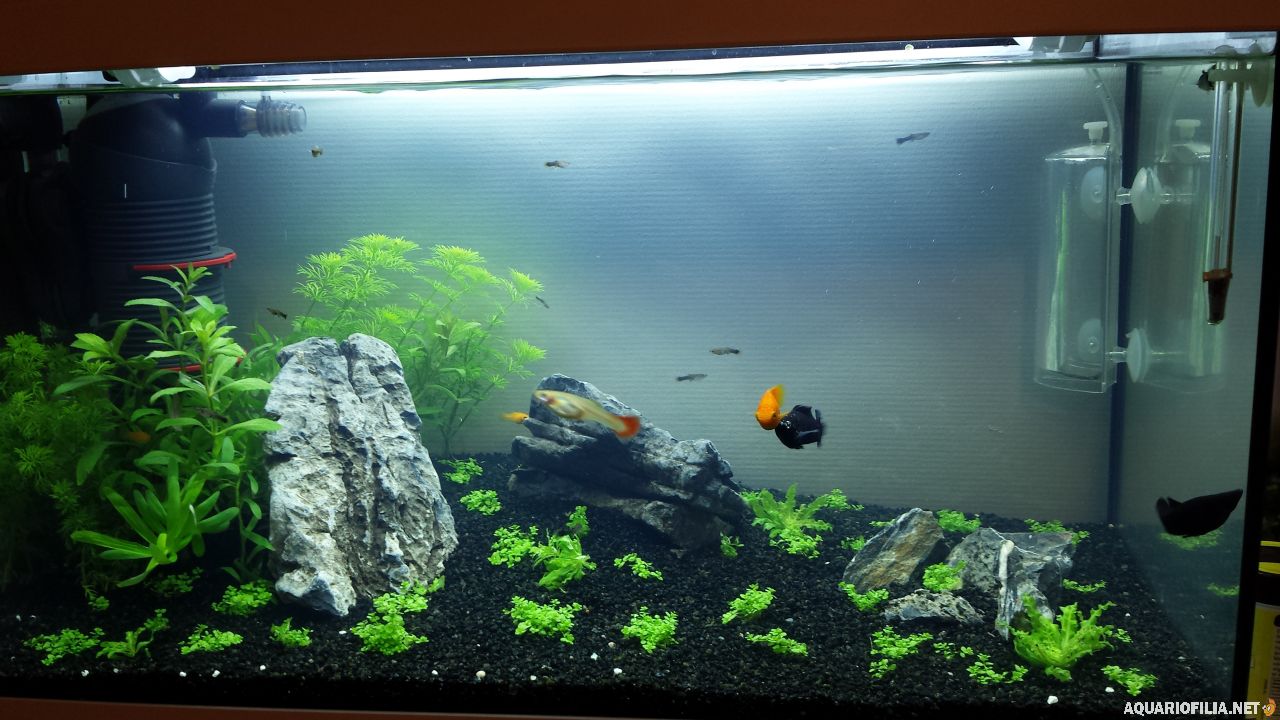 Meu 1 aquario - LOW-TECH - Aquariofilia.Net Meu 1 aquario - LOW-TECH - Aquariofilia.Net